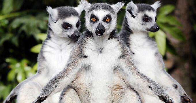 Lemur Yoga