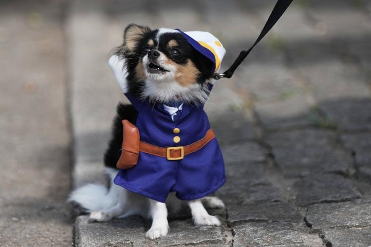 Dogs parade at Rio Carnival as their owners protest against animal cruelty