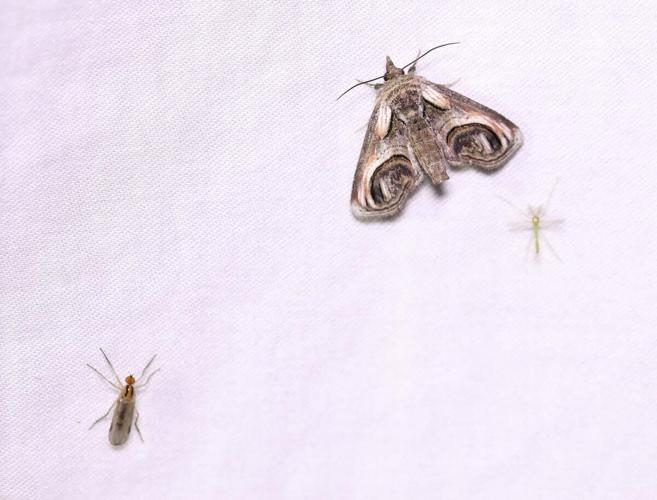 Meet the High Park Mothia — a group of ‘insect obsessives’ who make ...