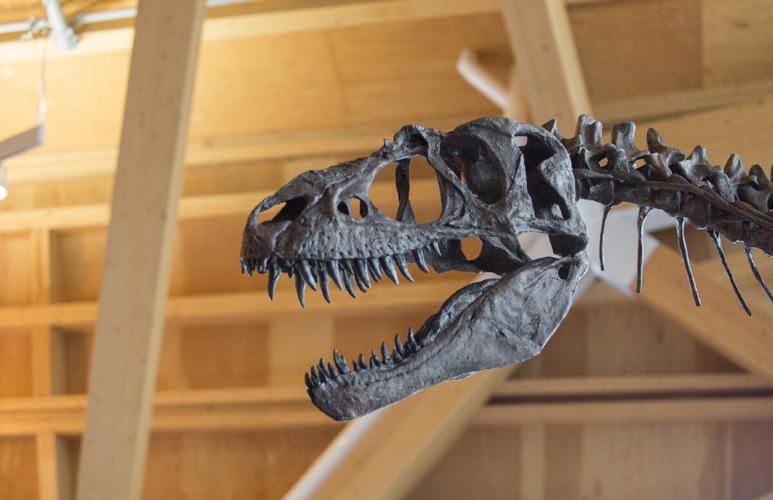 Alberta dinosaur museum takes you straight to the fossil fields