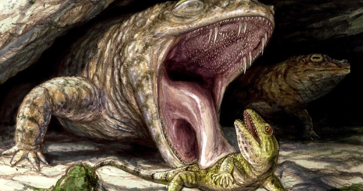 Prehistoric frogs were predators with fangs, U of T researchers find