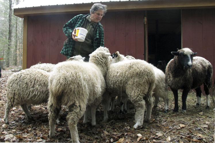 Meet Sweet Pea, the sheep who started a war