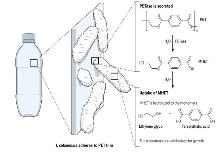 Scientists discover bacteria that eat plastic bottles