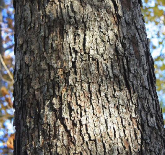 ‘Tree caching’ comes to Toronto, with an educational twist