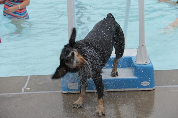 Edmonton Humane Society closes out the dog days of summer at the Oliver ...