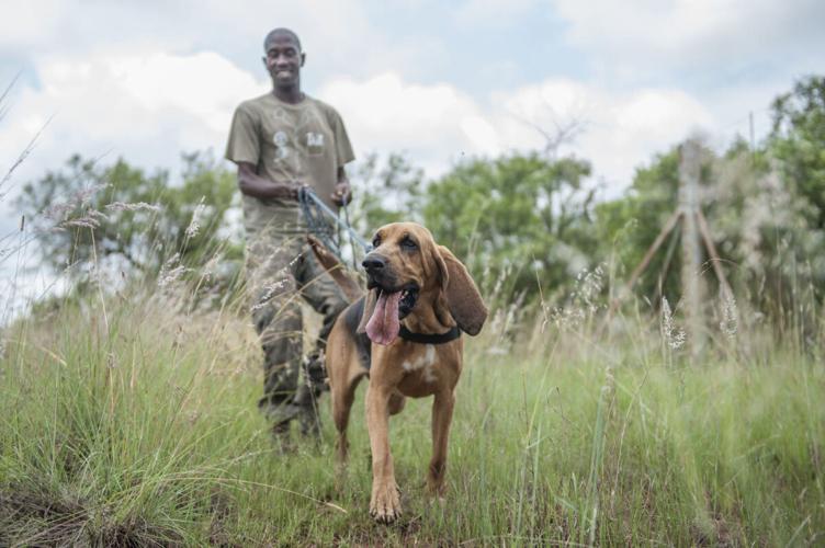 South Africa’s anti-poaching effort goes to the dogs