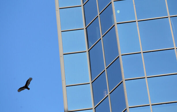 Mirrored towers a fatal attraction to birds