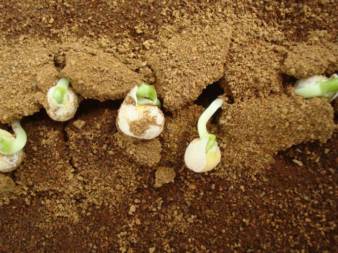 Crop scientists experimenting to see if food can grow on Mars