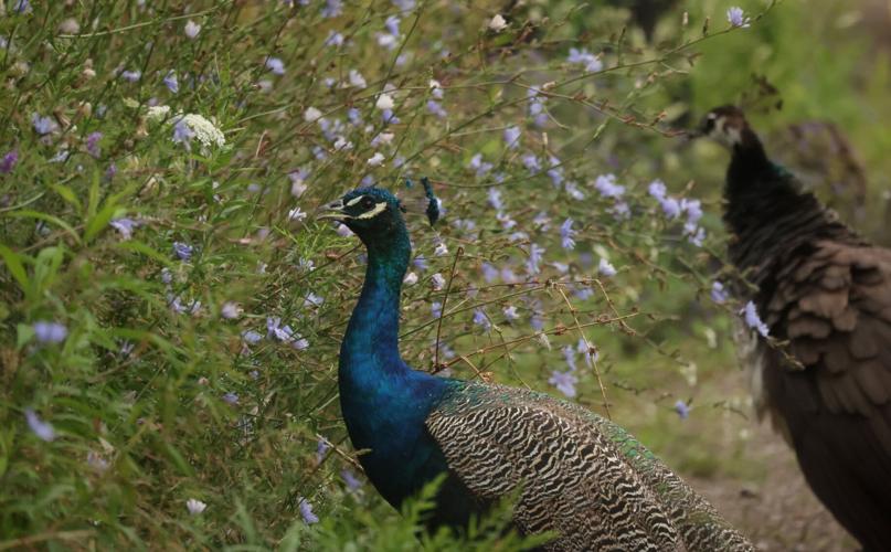 This secret Toronto peacock colony has thrived for decades