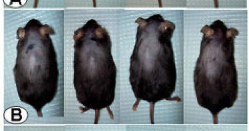 Scientists cure baldness in mice
