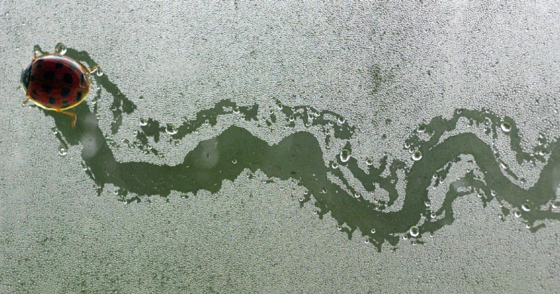 Why ladybugs come inside, and how to get them out again