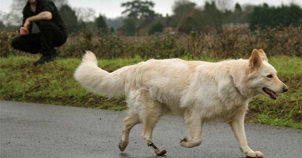 ‘Bionic’ vet gives pets new limbs