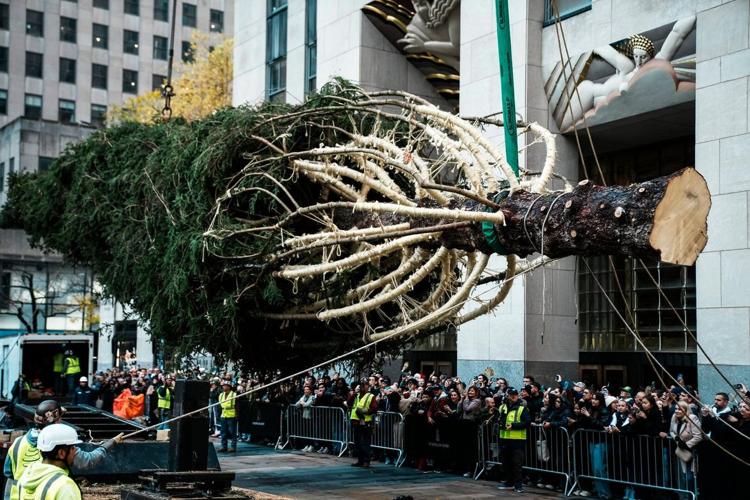 Rockefeller Center Christmas tree arrives in Manhattan, kicking off New ...