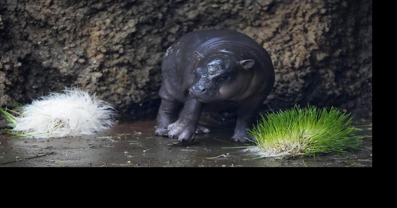 A rare male pygmy hippo born in a Czech zoo debuts his first photoshoot