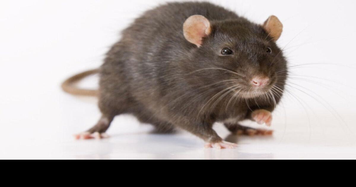 Life’s a twitch but Toronto’s rats keep their noses out of our business