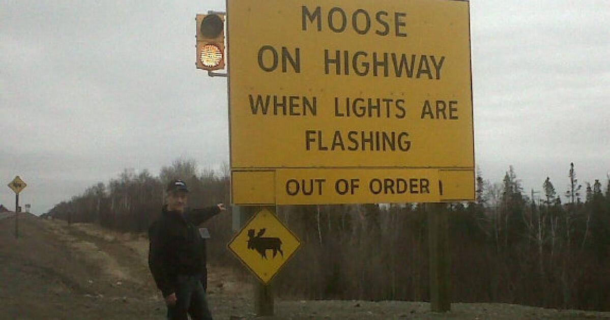 Moose-vehicle collisions in Newfoundland at issue as computerized ...