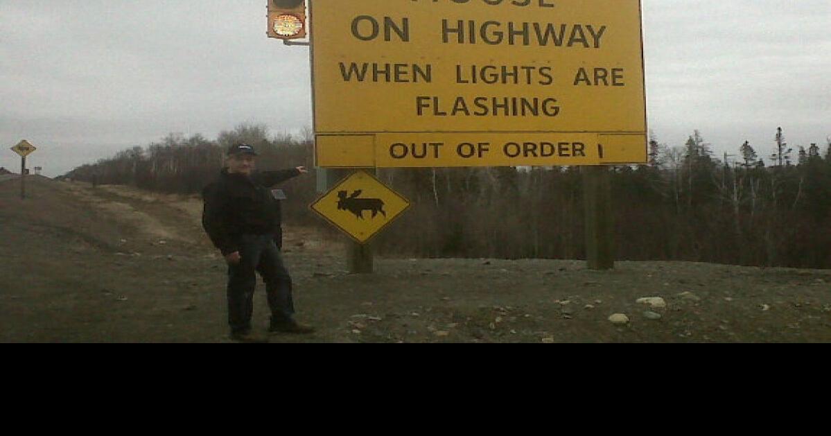 Moose-vehicle collisions in Newfoundland at issue as computerized ...