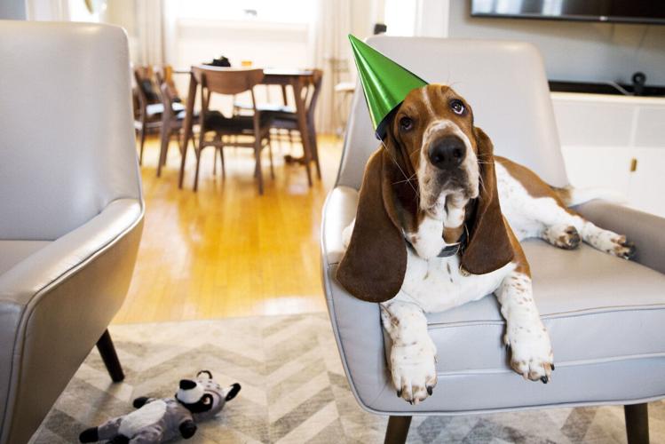Instagram doggie stars bring in big business