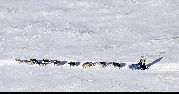 Iditarod race dogs' deaths raise cries of animal cruelty