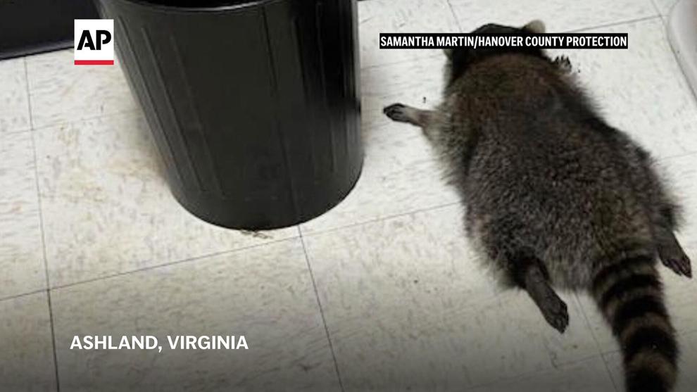 Drunken raccoon steals the spotlight in Virginia liquor store escapade