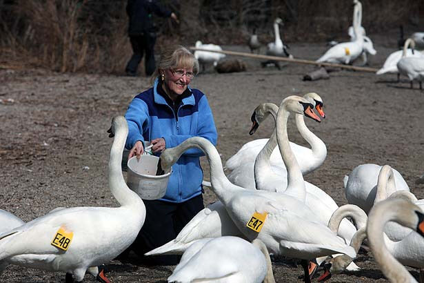 Trumpeter swans making a comeback in Ontario