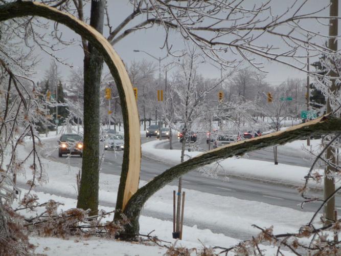 Fear of trees still lingers after ice storm