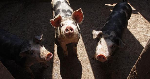 20 countries ban pork imports on flu fears