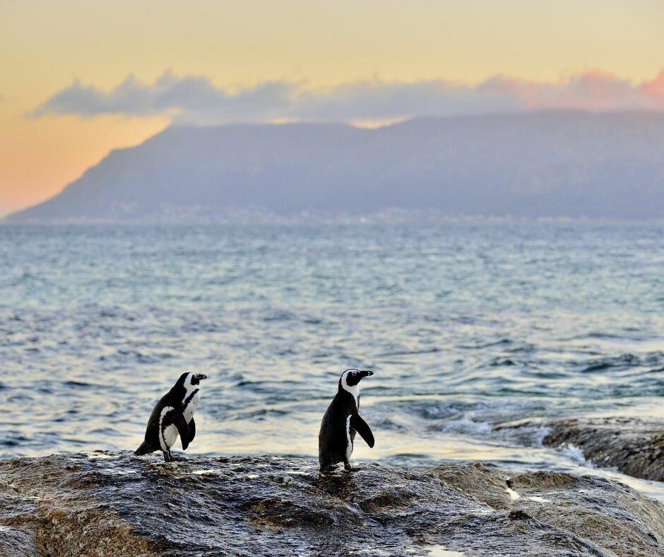 Toronto Zoo Wildlife Conservancy to protect African penguin colonies