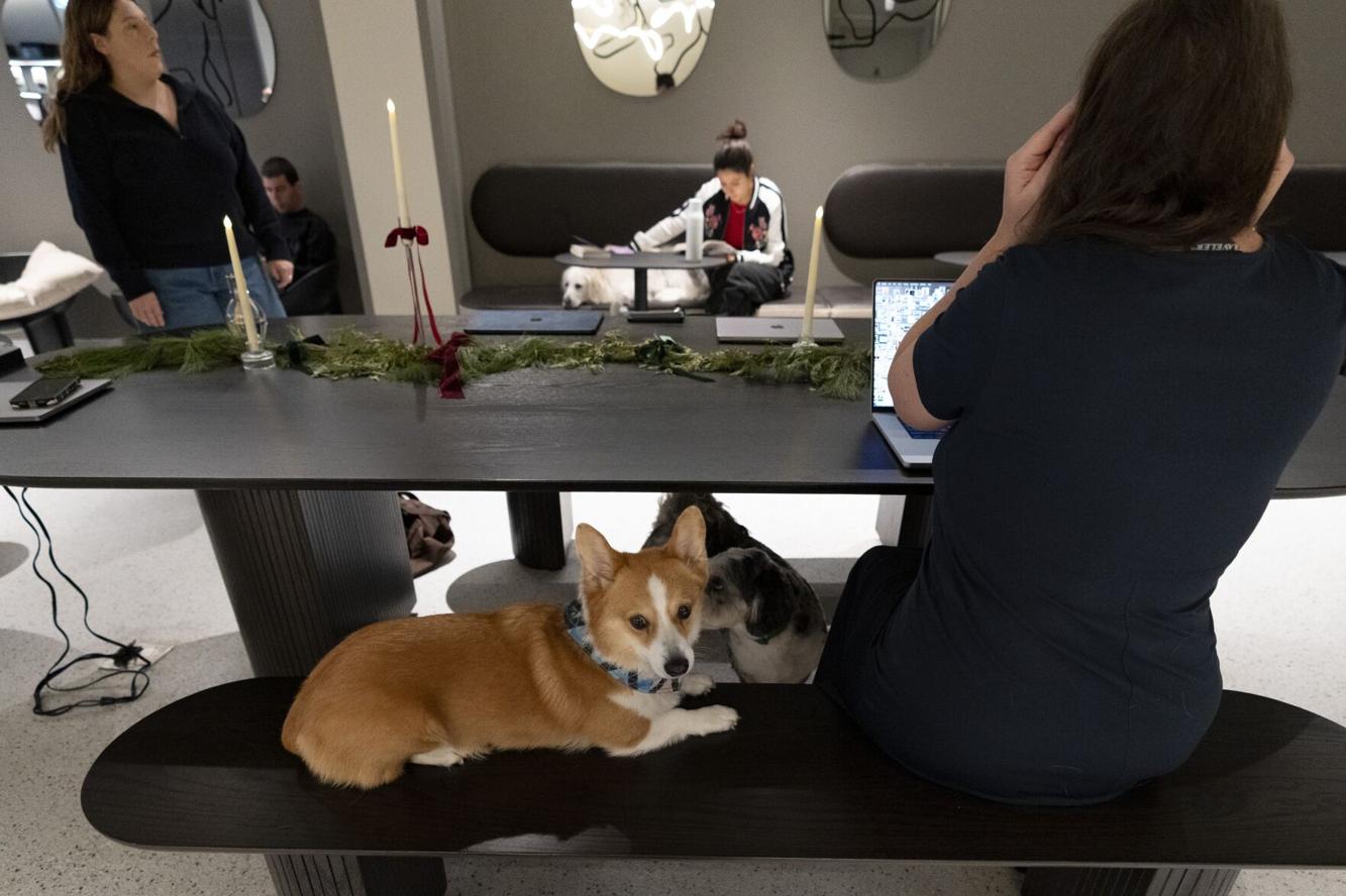 This new canine social club combines two Toronto passions: hustle ...