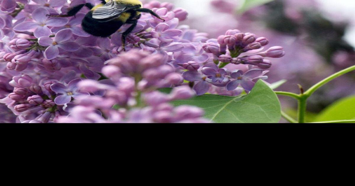 Wild Toronto: Hawks take a shine to midtown