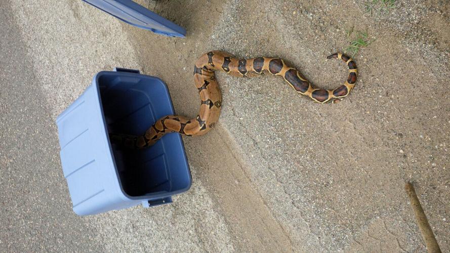 Abandoned snakes found by ditch near Orangeville