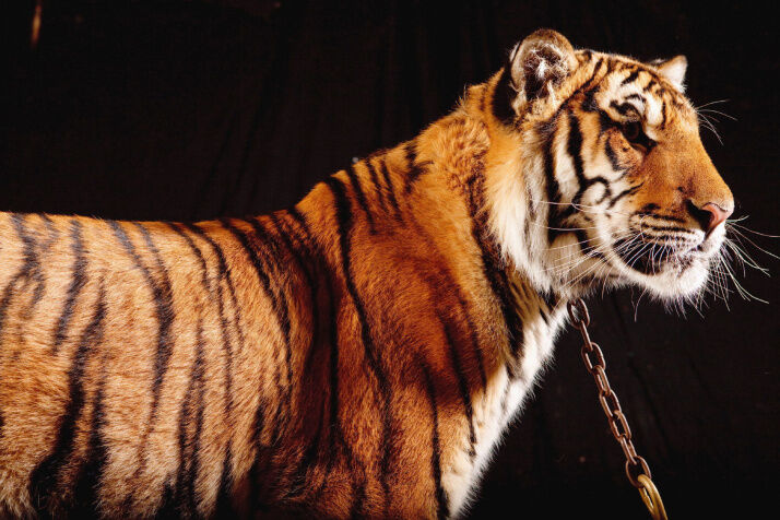 Bowmanville Zoo tiger, camels stolen from Quebec parking lot