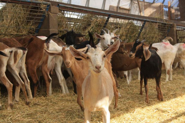 The udder side of life: Ontario’s goat industry growing steadily