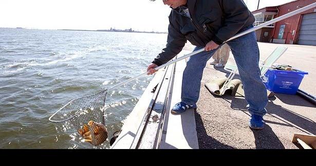 Carp and carping at an urban pier