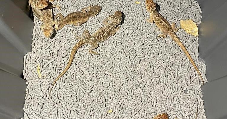 'Cold-blooded': 4 charged over alleged plot to smuggle AU$1.2 million ...