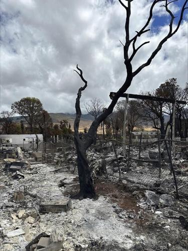 The trees arrived with Polynesian voyagers. After Maui wildfire, there ...