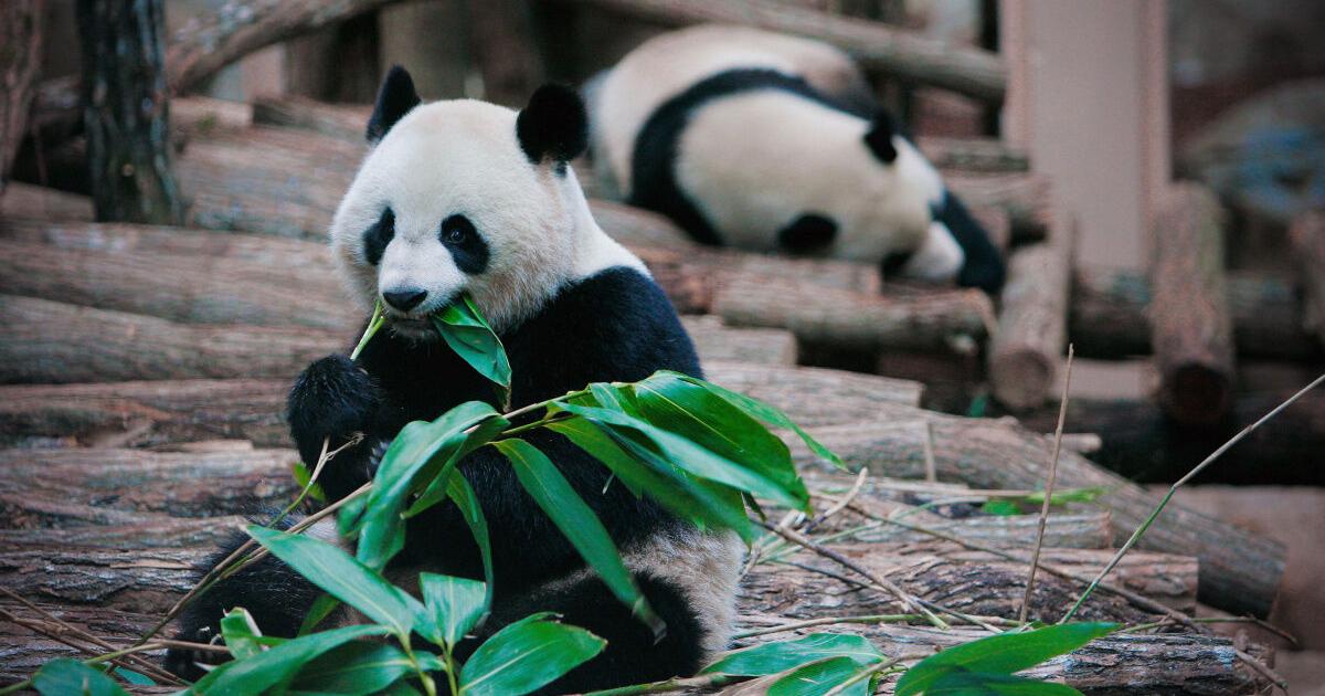 Can incoming pandas pitch woo at the Toronto Zoo?