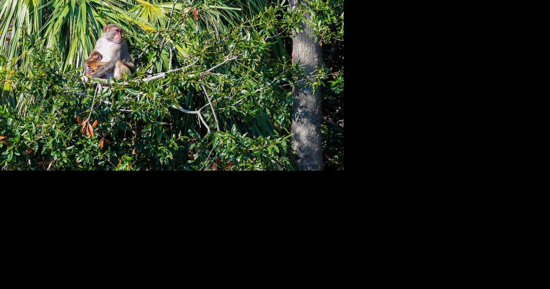 Only 8 monkeys remain free after more than a week outside a South ...