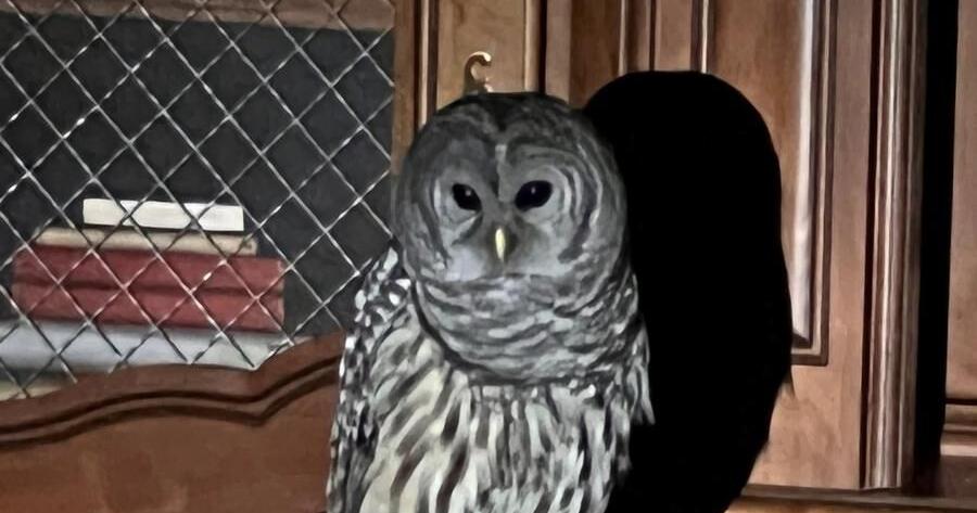 Winky the owl burglar is not a home invader. Winky is a harbinger