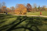 Over 300 trees in E.T. Seton Park to be removed for Ontario Line