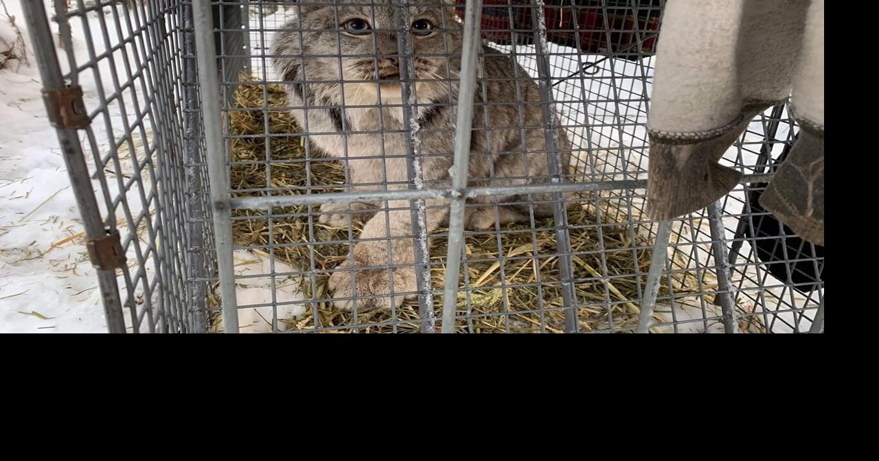 Newfoundland and Labrador wildlife officials say they’ve found missing lynx