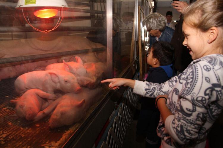 Porkers hog the limelight in travelling Pig Mobile