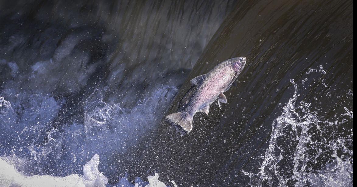 Jumping fish offer a spectacle of nature in the Humber River