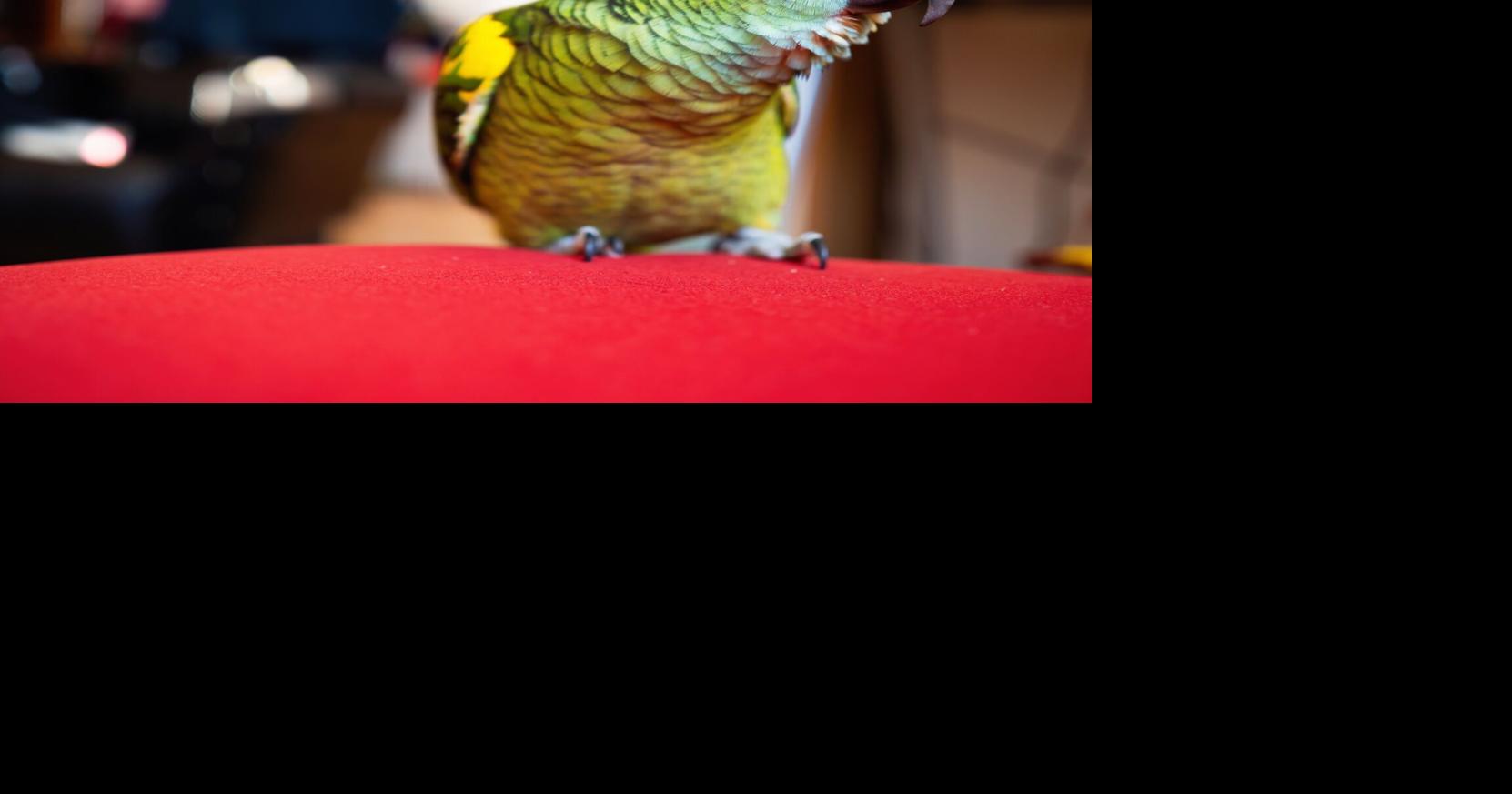 Polly wanna cuss - U.K. zoo fed up with potty-mouth parrots