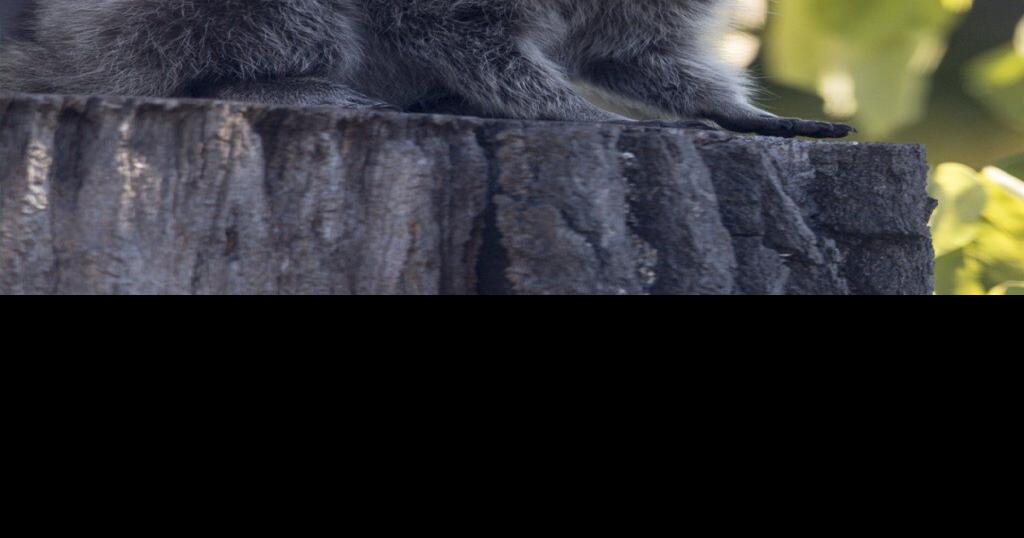 Humans, not raccoons, are the problem