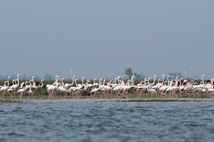 Venice’s growing flamingo population finds refuge in recovering wetlands