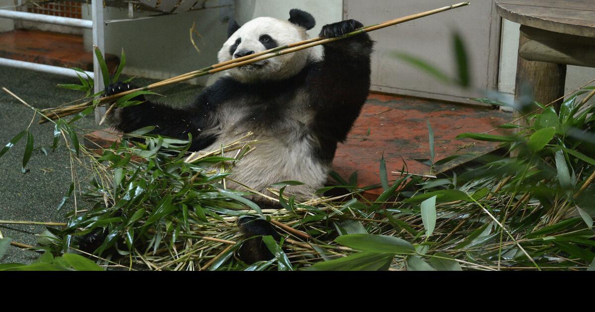 Picky eaters: Toronto pandas need bamboo that ‘never stops’