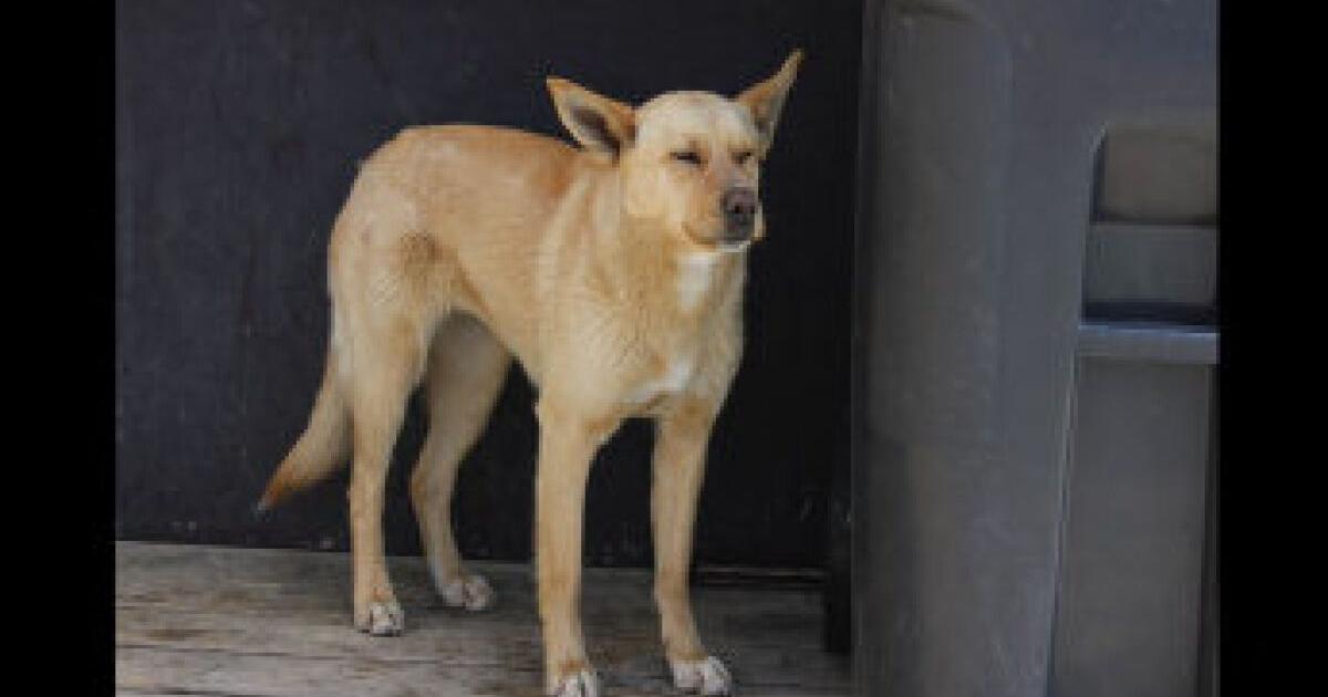 Natural dog behaviour is a wonder to behold: Van Veen