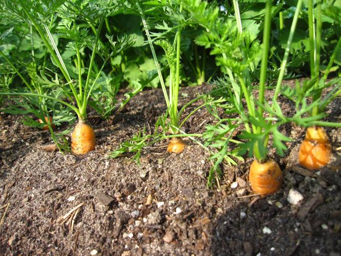 Start planning your seeds in the winter and you’ll thank yourself come ...