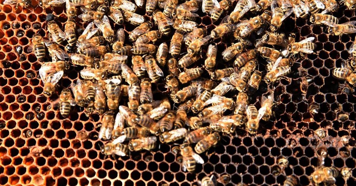 Urban beekeeping is actually bad for bees
